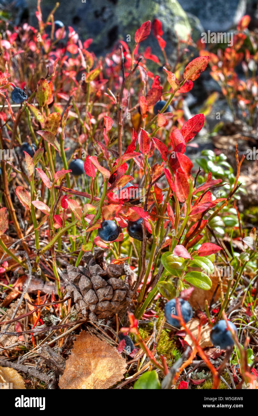 top of the fell: Scot's Pine cone (Pinus sylvestris) and mountain birch ...