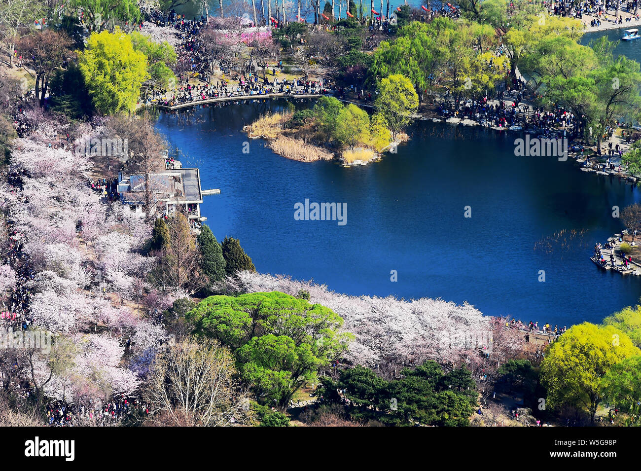 Tourists visit the Yuyuantan Park as cherry flowers in full bloom in ...