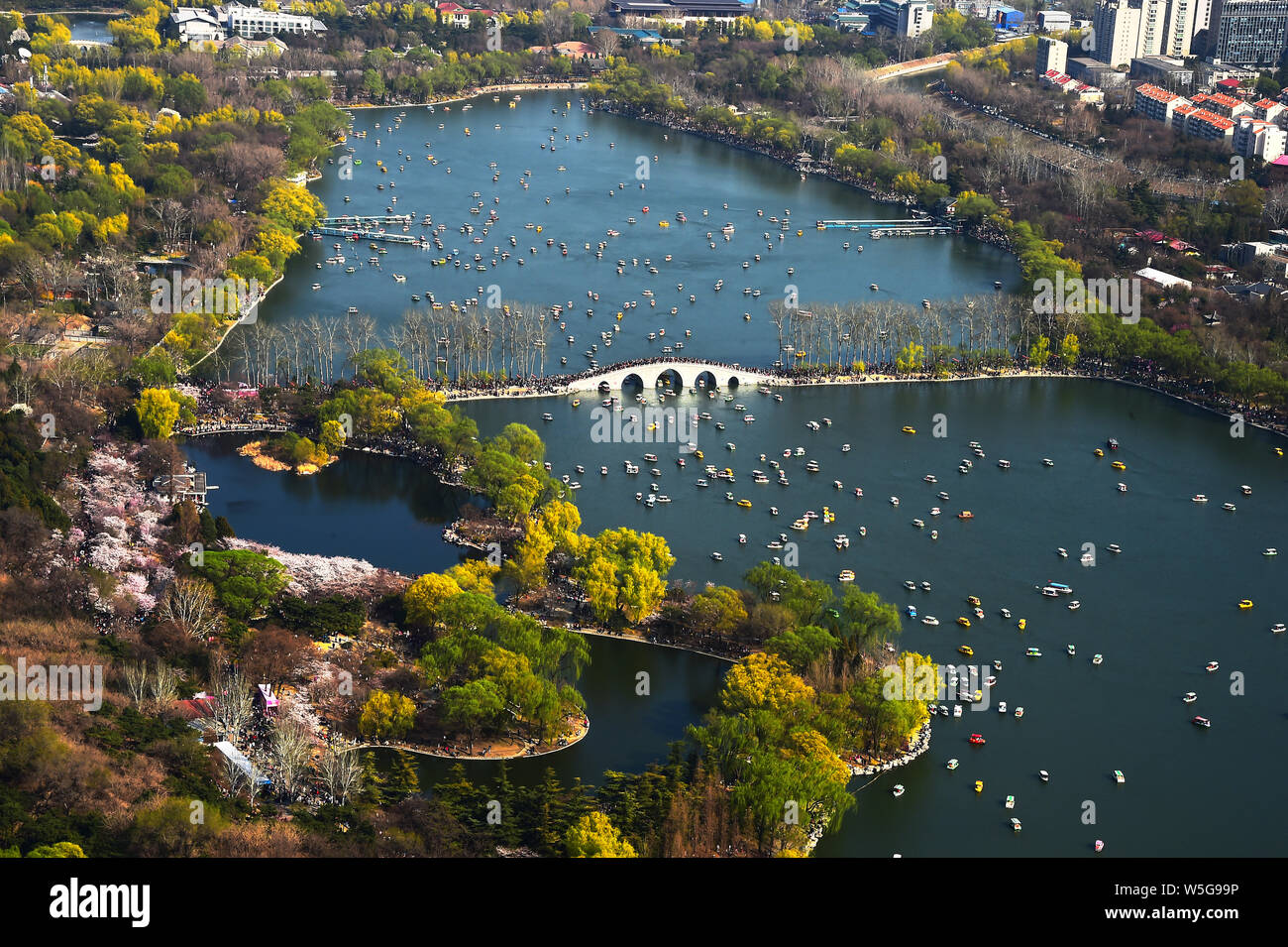 Tourists visit the Yuyuantan Park as cherry flowers in full bloom in ...