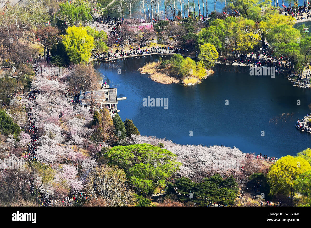 Tourists visit the Yuyuantan Park as cherry flowers in full bloom in ...