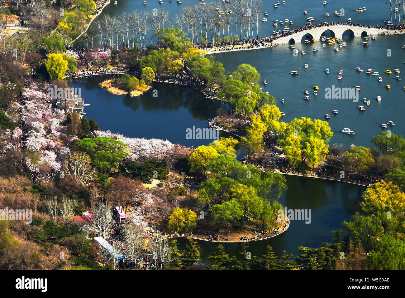Tourists visit the Yuyuantan Park as cherry flowers in full bloom in ...