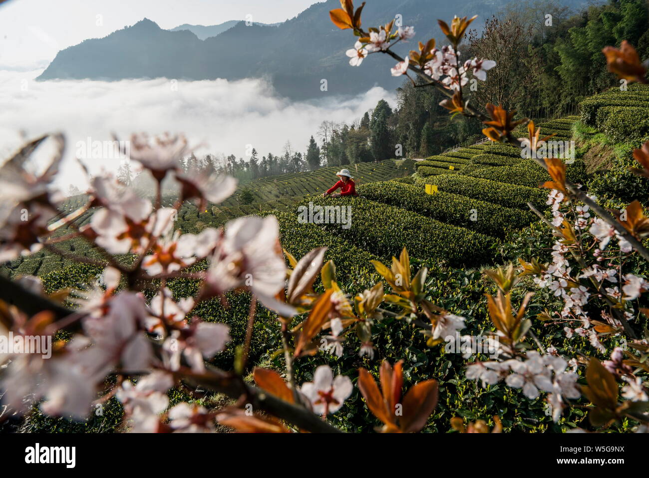 Chinese workers pick tea leaves at a tea plantation in Enshi city ...