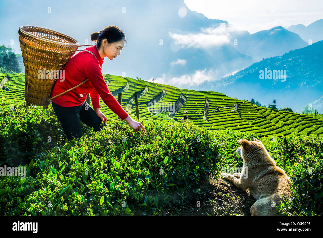 --FILE--A Chinese worker picks tea leaves at a tea plantation in Enshi ...