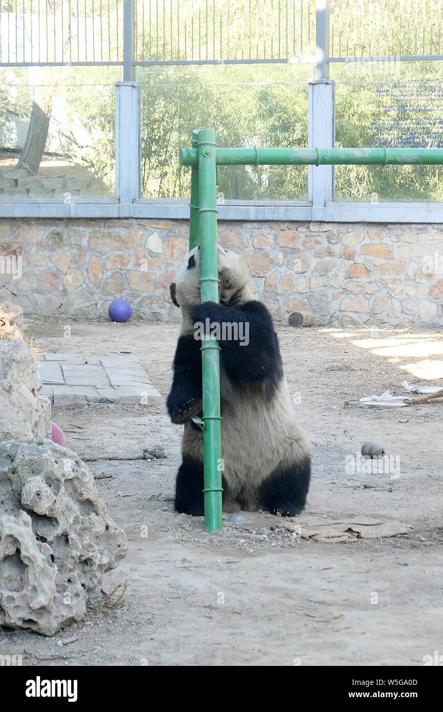 The giant panda "Menglan" performs pole dance as it enjoys warm spring ...
