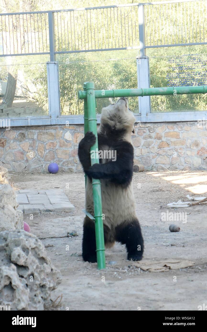 The giant panda "Menglan" performs pole dance as it enjoys warm spring ...