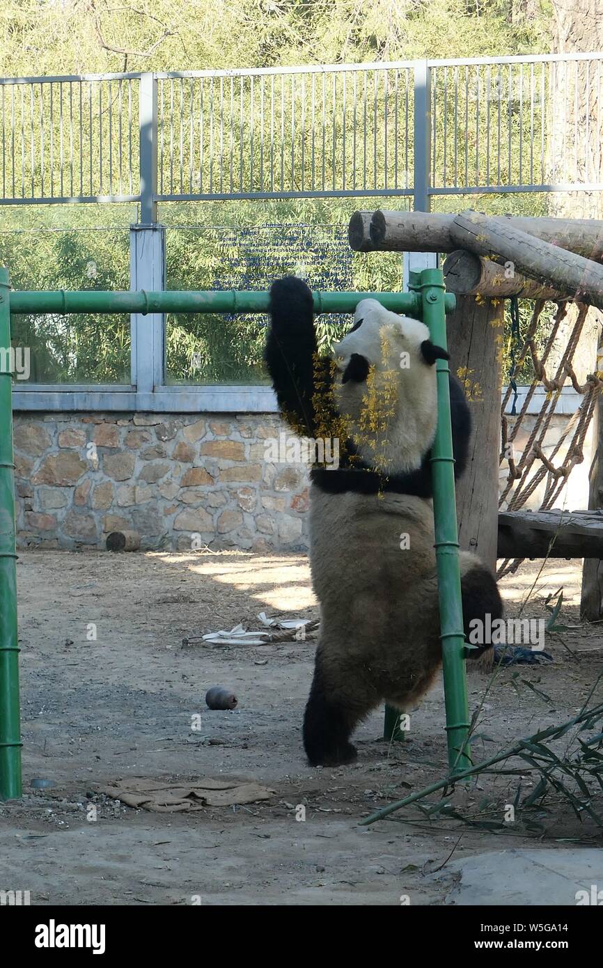The giant panda "Menglan" performs pole dance as it enjoys warm spring ...