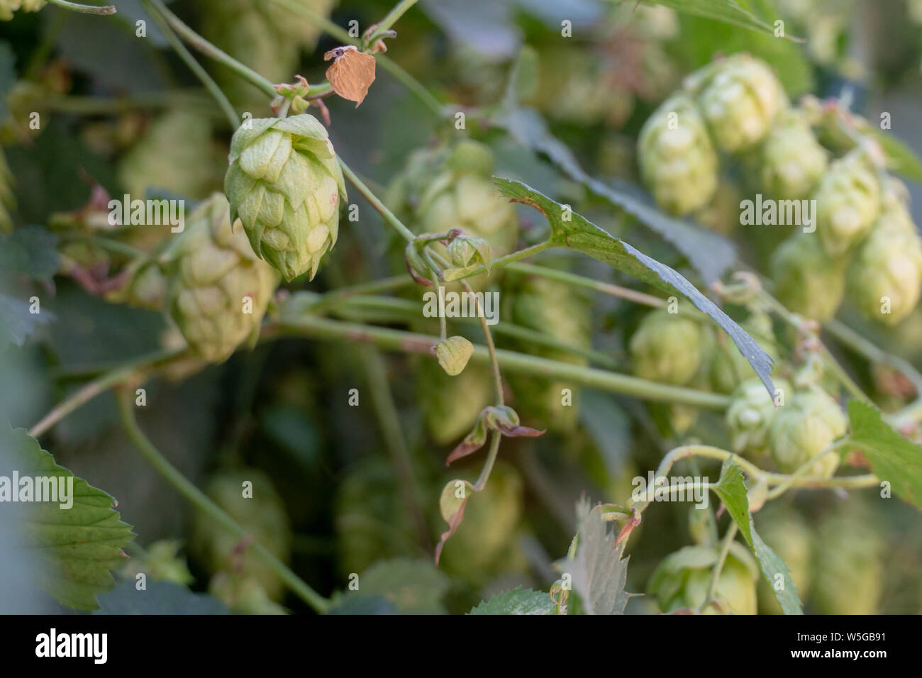Hop trees growing on the streets of El Bolson, Argentina Stock Photo ...