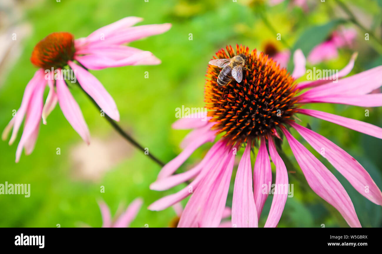 Echinacea purpurea (Echinacea). Beautiful purple flowers with orange center with bee in the ...
