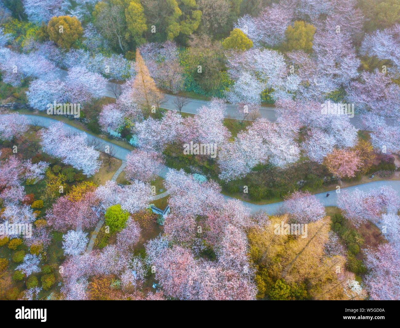 Turtle head flower hi-res stock photography and images - Alamy