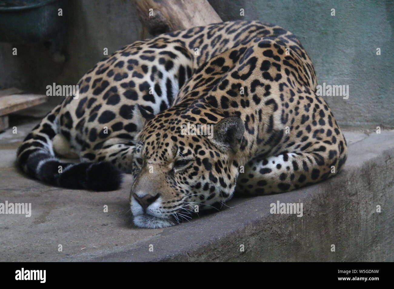 Yuma male jaguar rostock zoo germany Panthera onca Stock Photo - Alamy