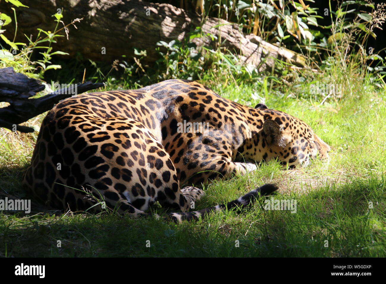 Yuma male jaguar rostock zoo germany Panthera onca Stock Photo - Alamy