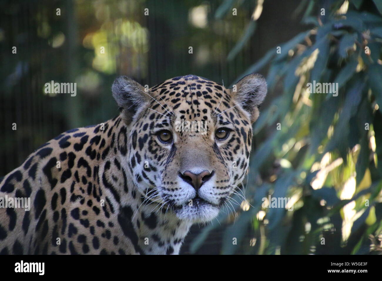Yuma male jaguar rostock zoo germany Panthera onca Stock Photo - Alamy