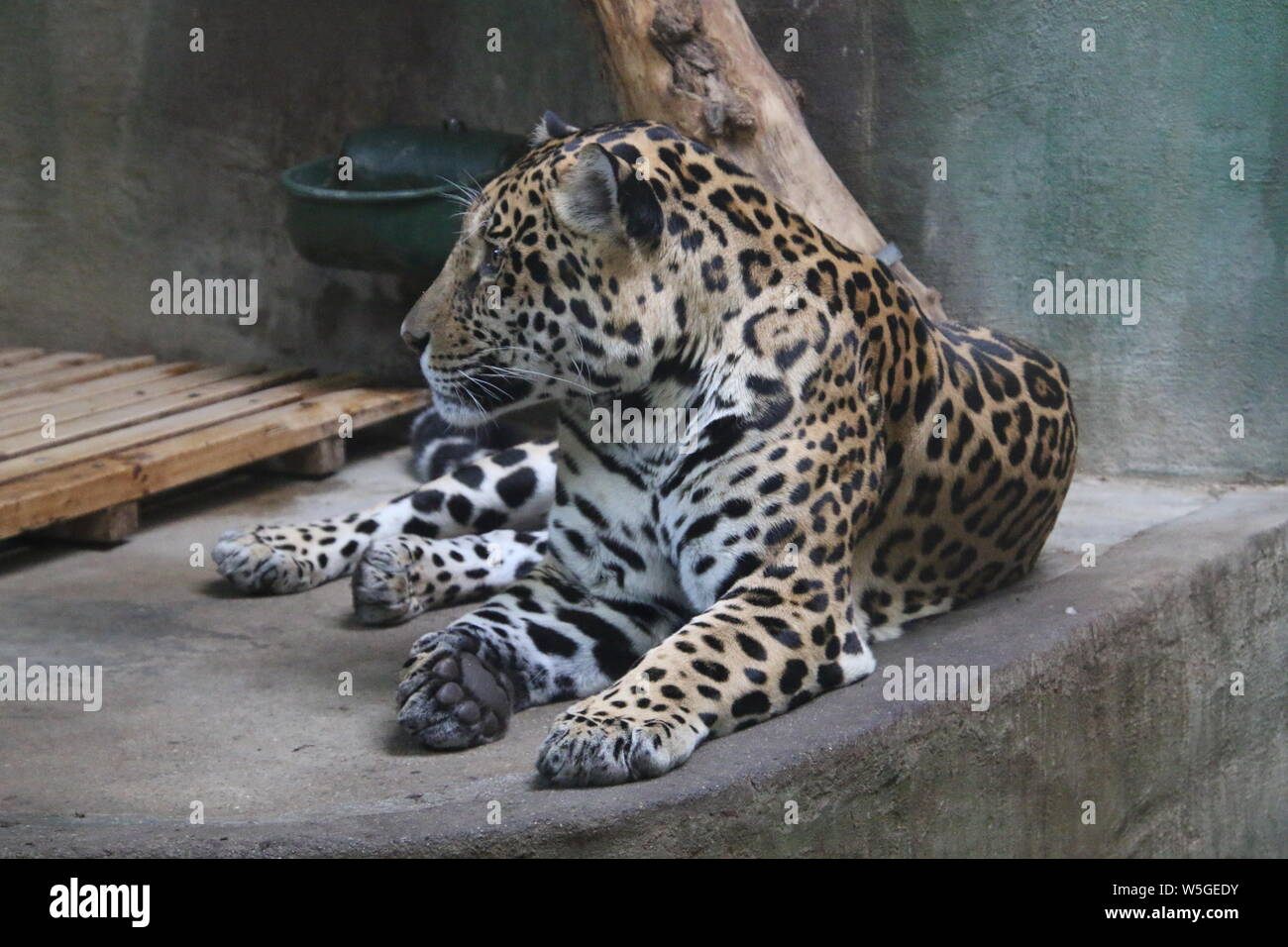 Yuma male jaguar rostock zoo germany Panthera onca Stock Photo - Alamy