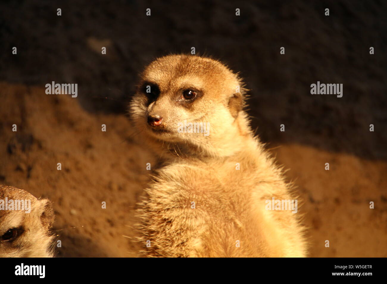 Single meerkat hi-res stock photography and images - Alamy
