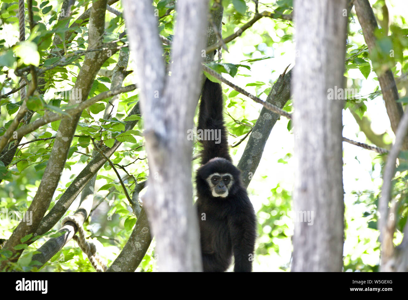Monkey Hanging High Resolution Stock Photography and Images - Alamy