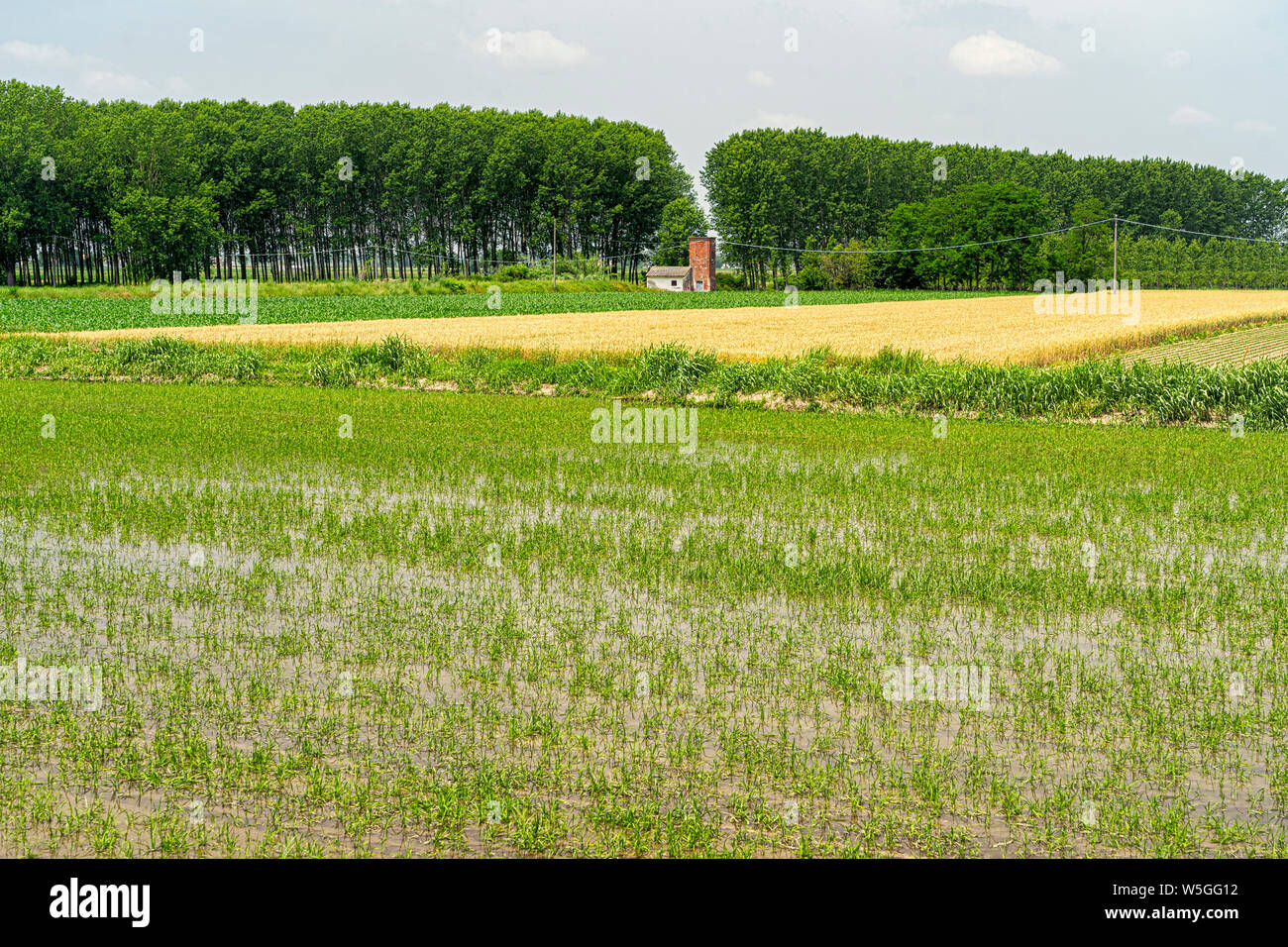 Rice fields in po river hi-res stock photography and images - Alamy