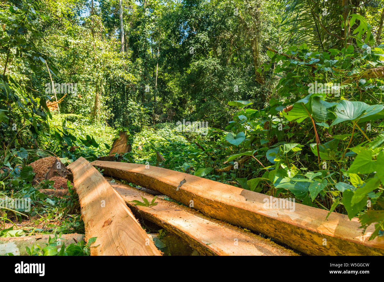 Logging rainforest hi-res stock photography and images - Alamy