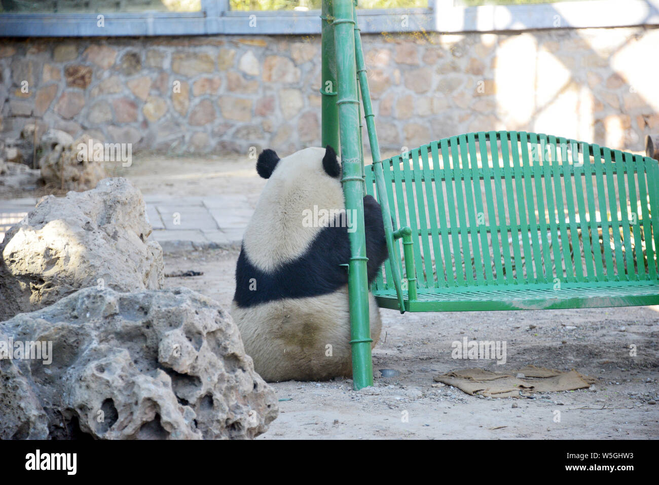 Female giant panda Meng Lan plays with a swing chair at Beijing Zoo in ...