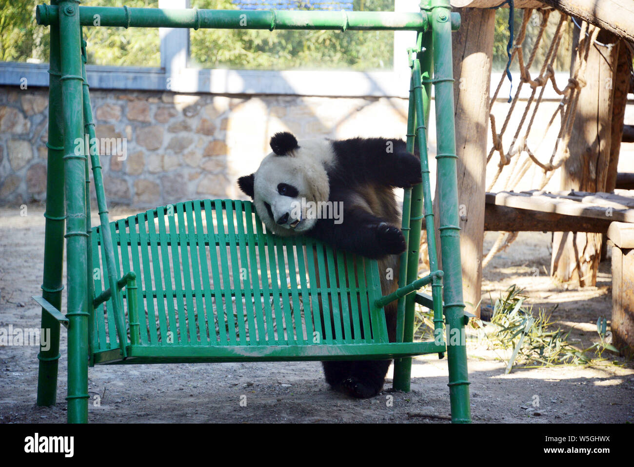 Female giant panda Meng Lan plays with a swing chair at Beijing Zoo in ...