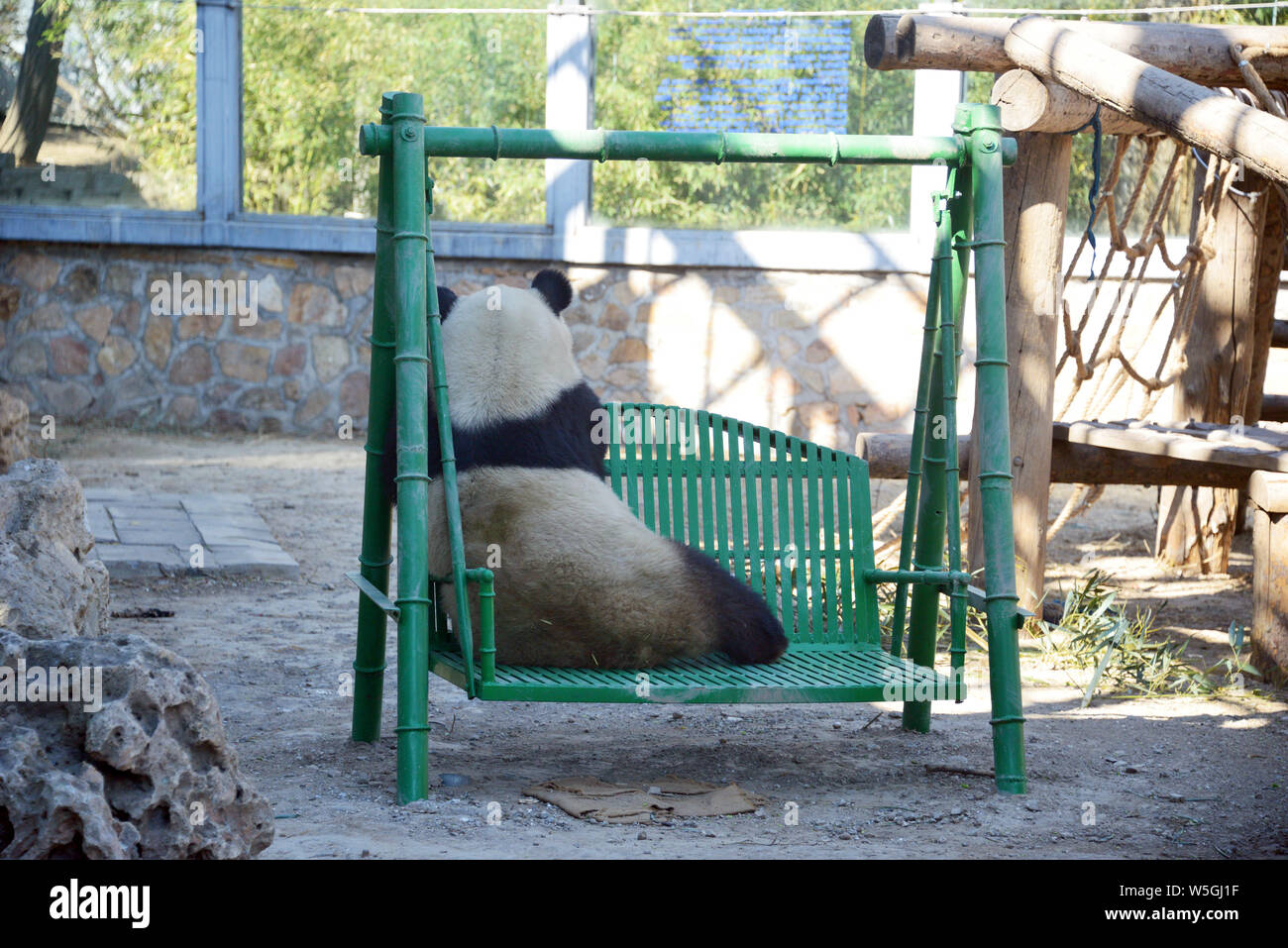Female giant panda Meng Lan plays with a swing chair at Beijing Zoo in ...