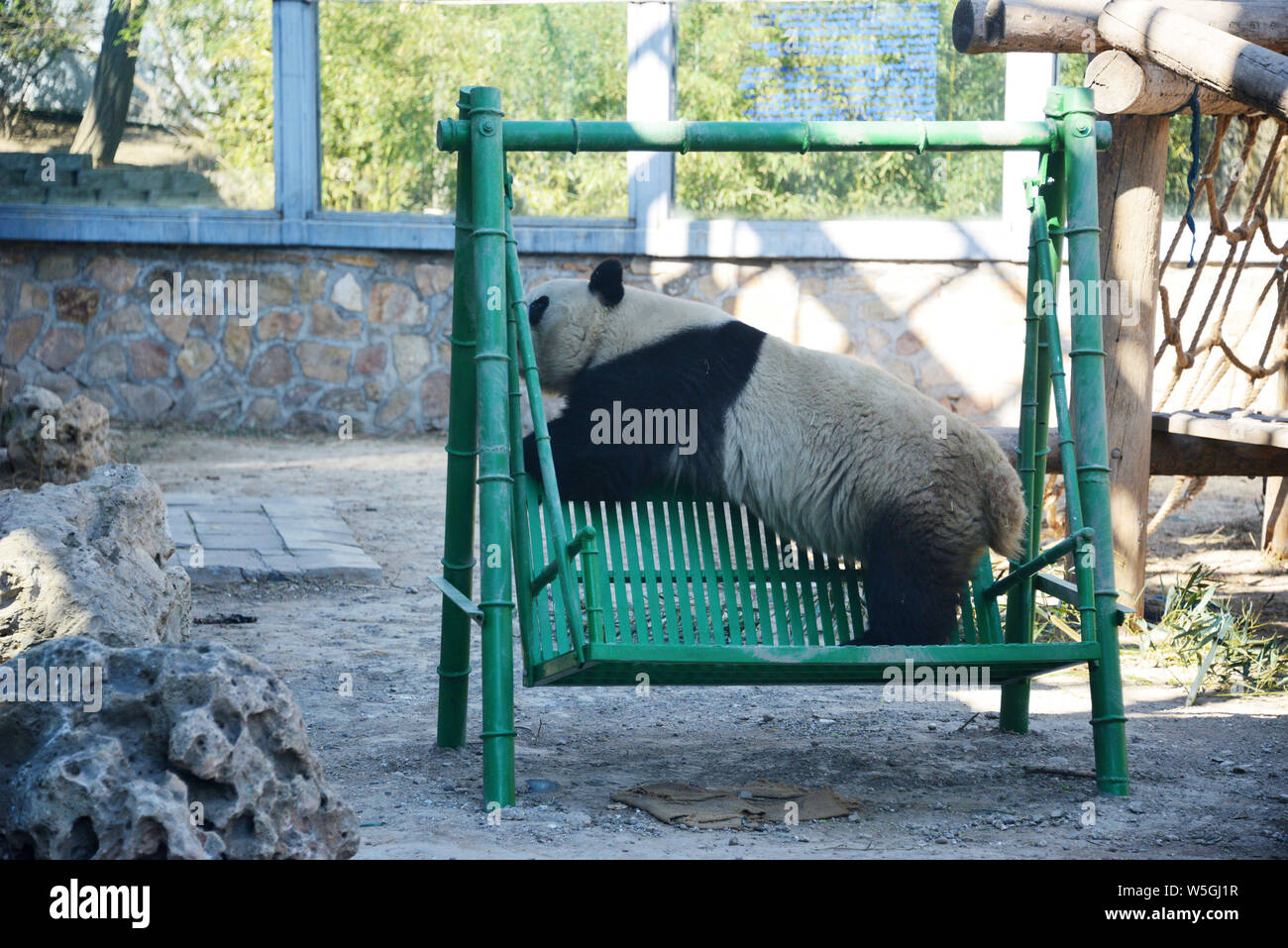 Female giant panda Meng Lan plays with a swing chair at Beijing Zoo in ...