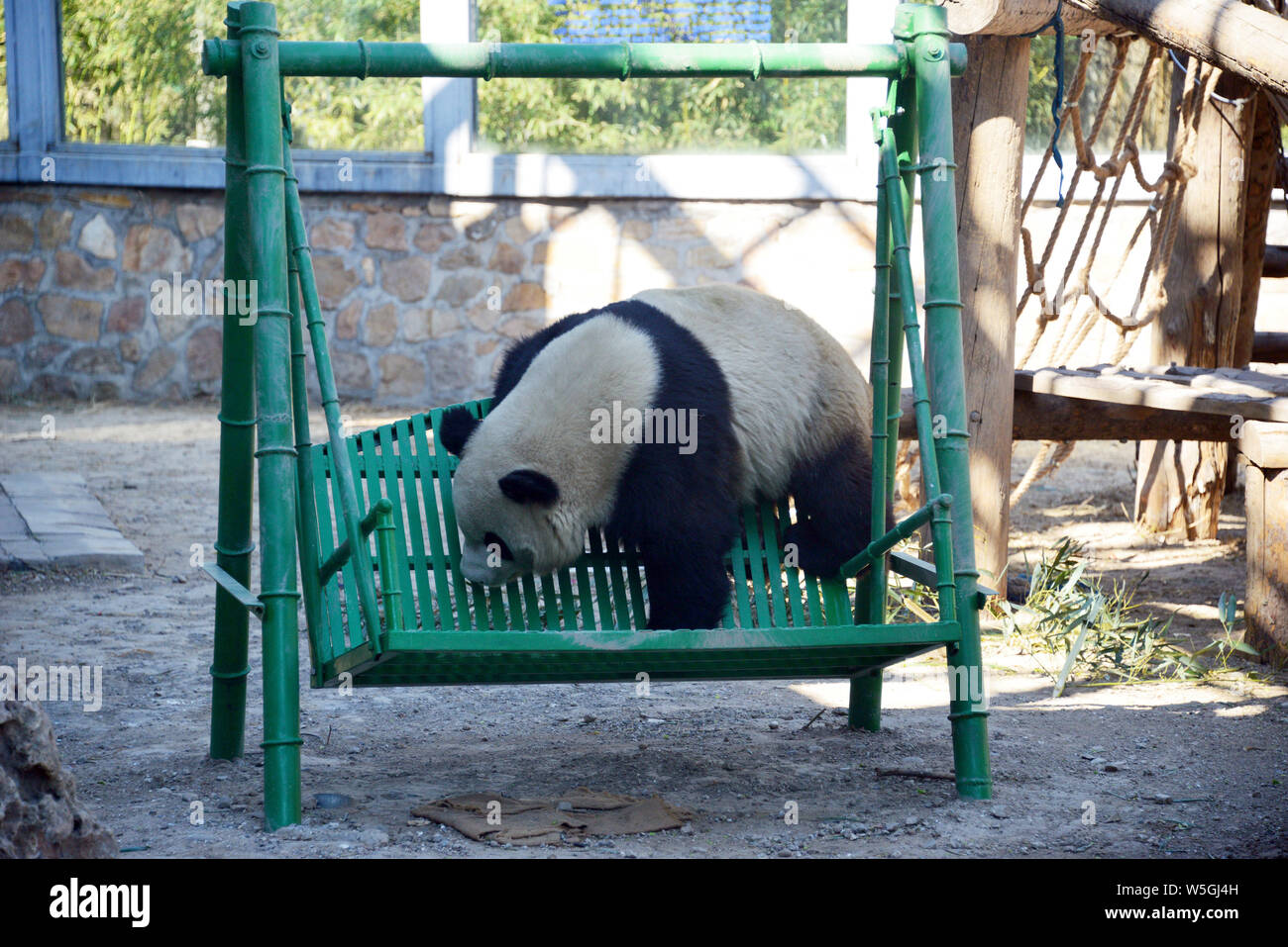 Female giant panda Meng Lan plays with a swing chair at Beijing Zoo in ...
