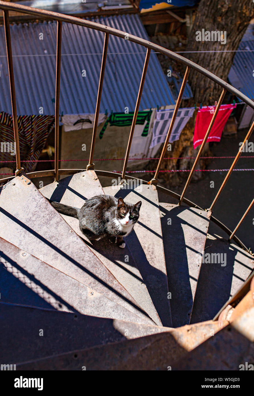 A cat on spiral, winding staircase, Tbilisi, the georgian capital ...