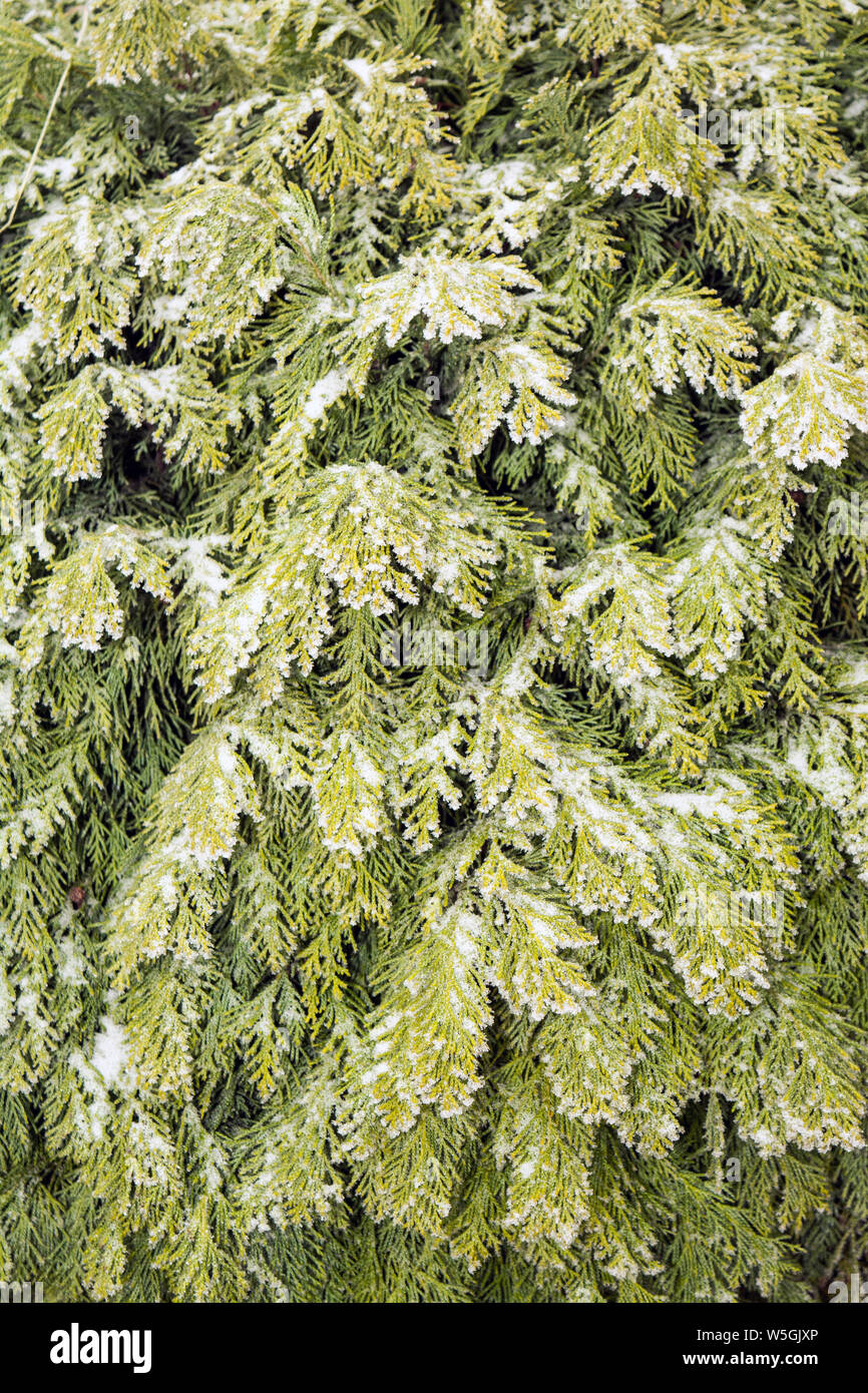 Winter scene frozen green thuja with frost Stock Photo - Alamy
