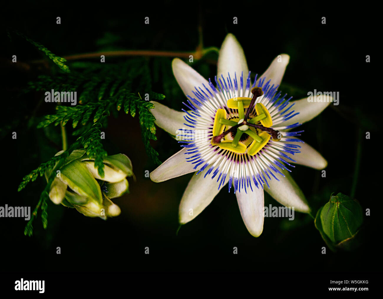 Greeny flower hi-res stock photography and images - Alamy