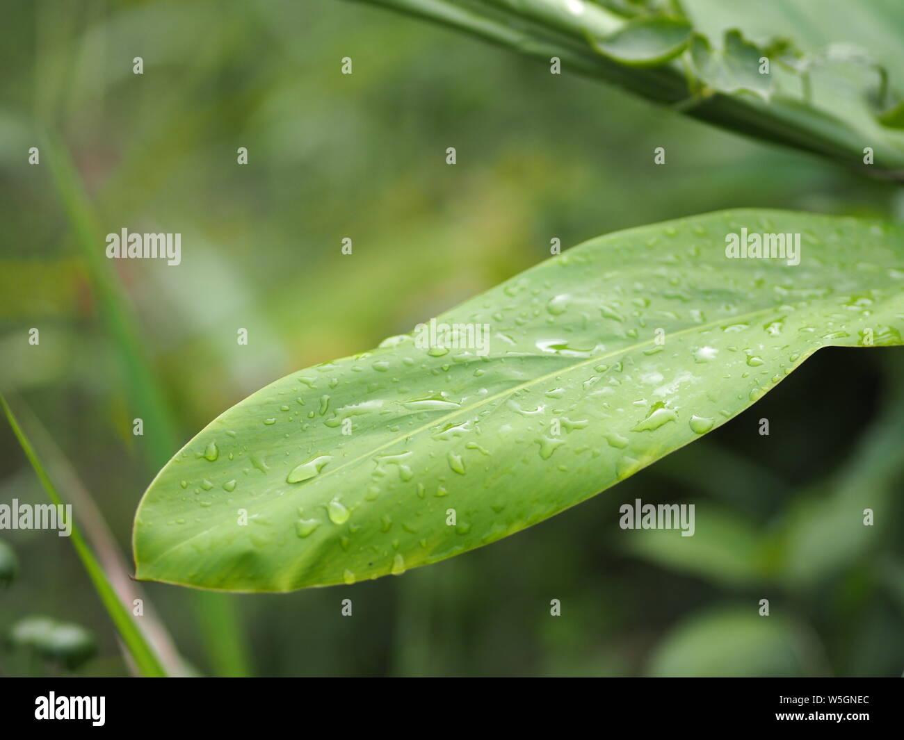Closeup drop rain on Green leaves rainy season blurred greenery nature ...