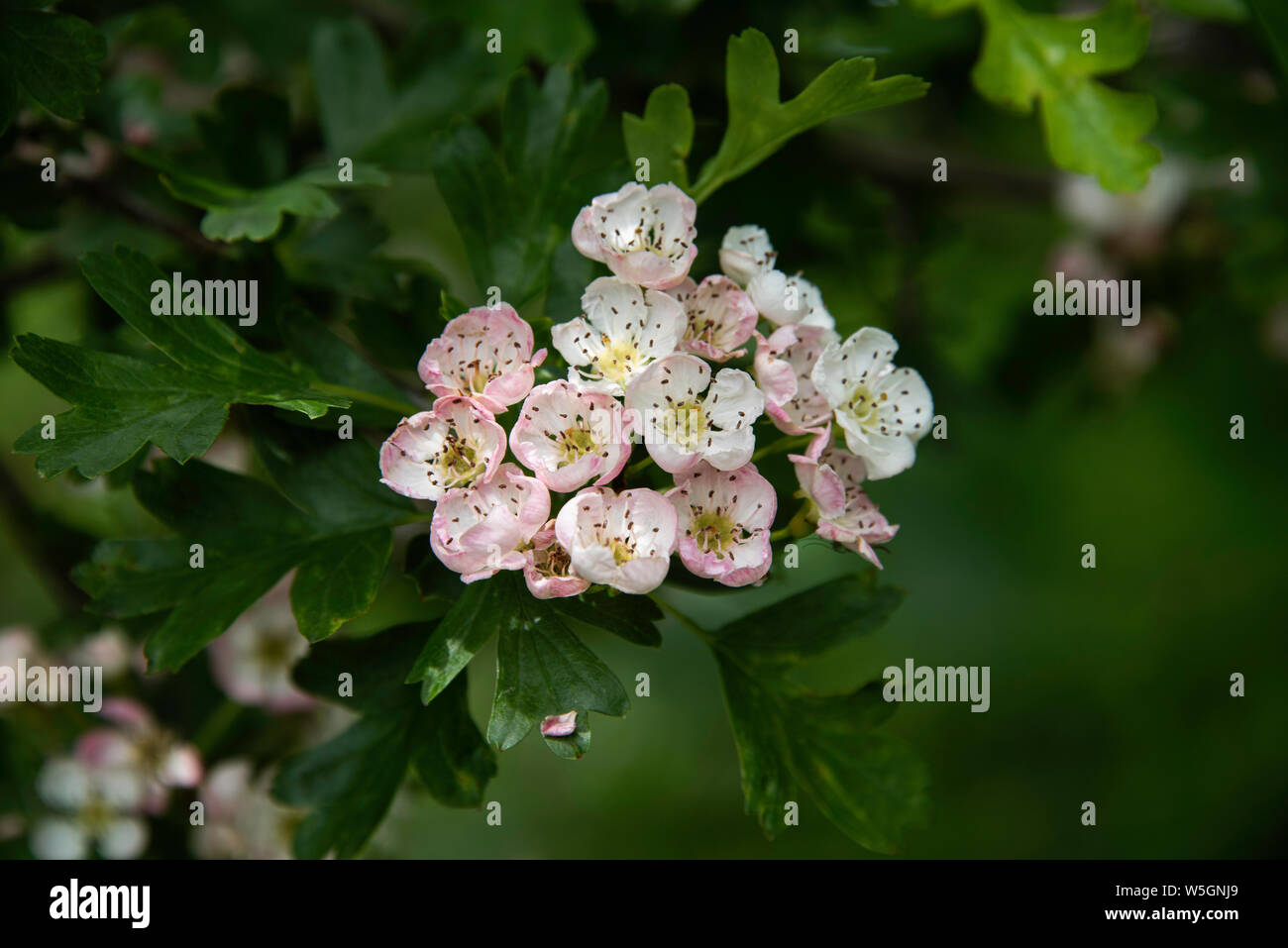Hawthorn blossom (Crataegus ambigua Stock Photo - Alamy