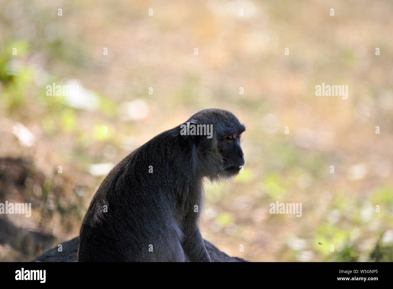 Monkeys : old macaque sitting, watching Stock Photo - Alamy