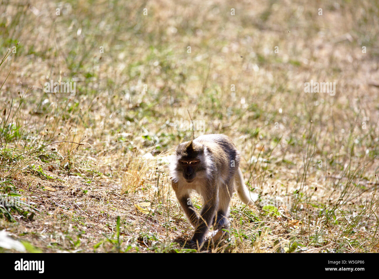 Monkeys : macaque walking on brown, grassy land Stock Photo - Alamy