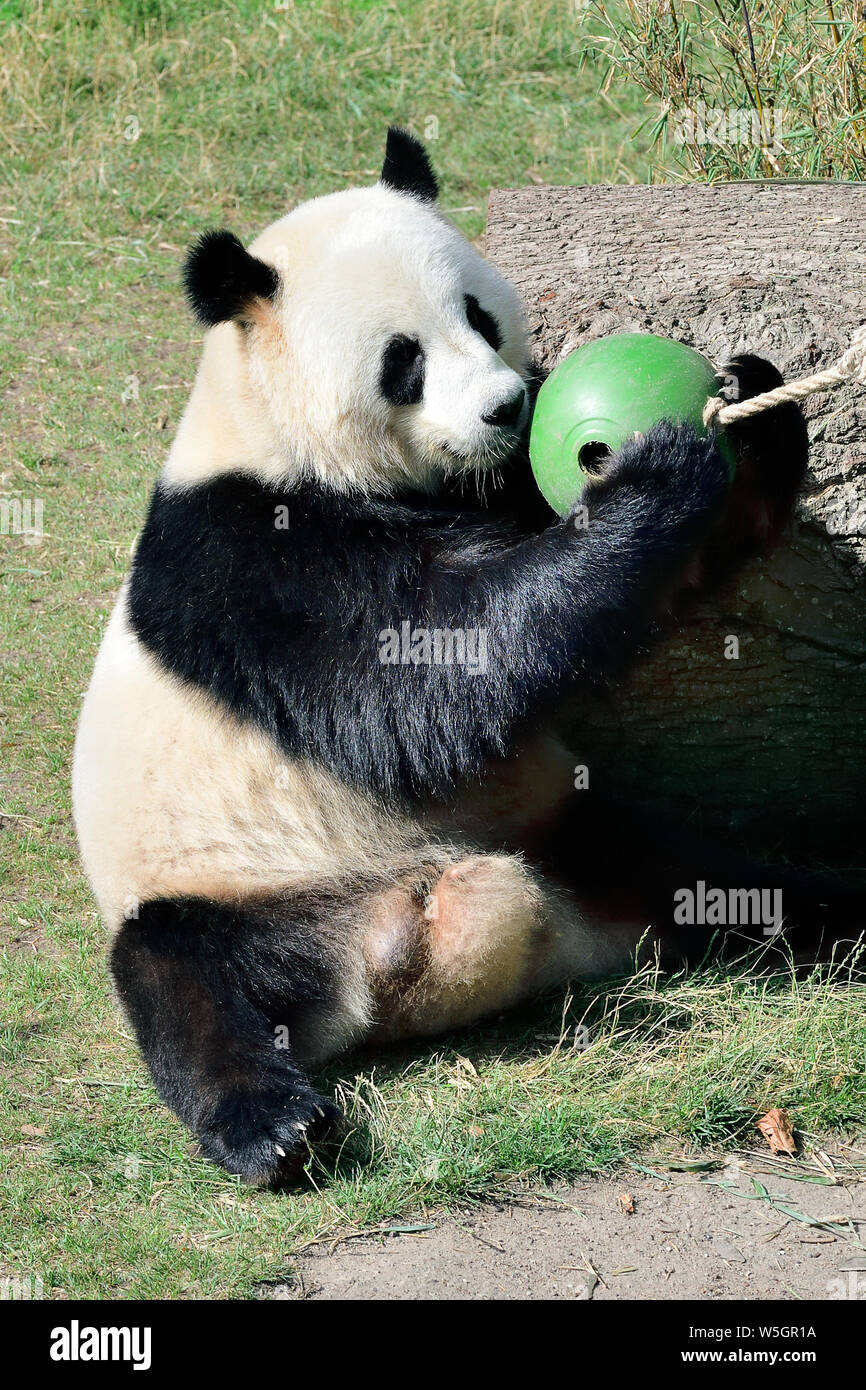 Photographed in Copenhagen Zoo, Copenhagen Denmark in Summer 2019 Stock ...