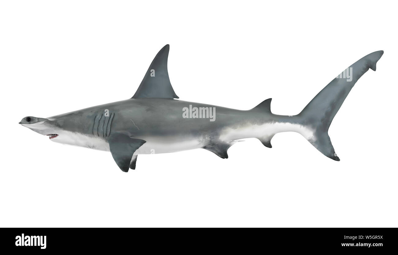 Hammerhead Shark Isolated Stock Photo - Alamy