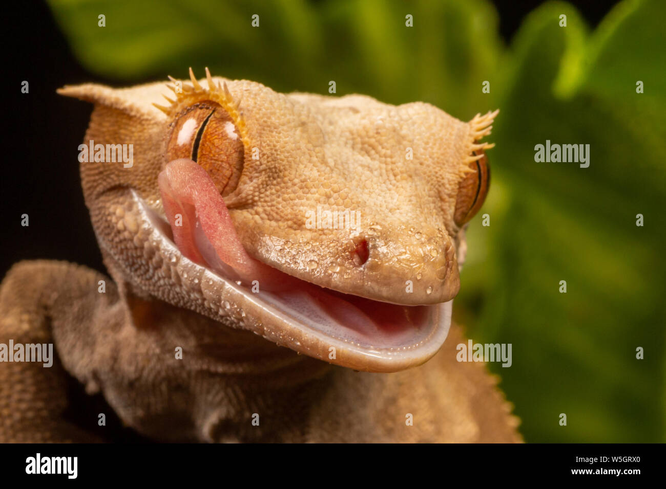 Crested Gecko Teeth