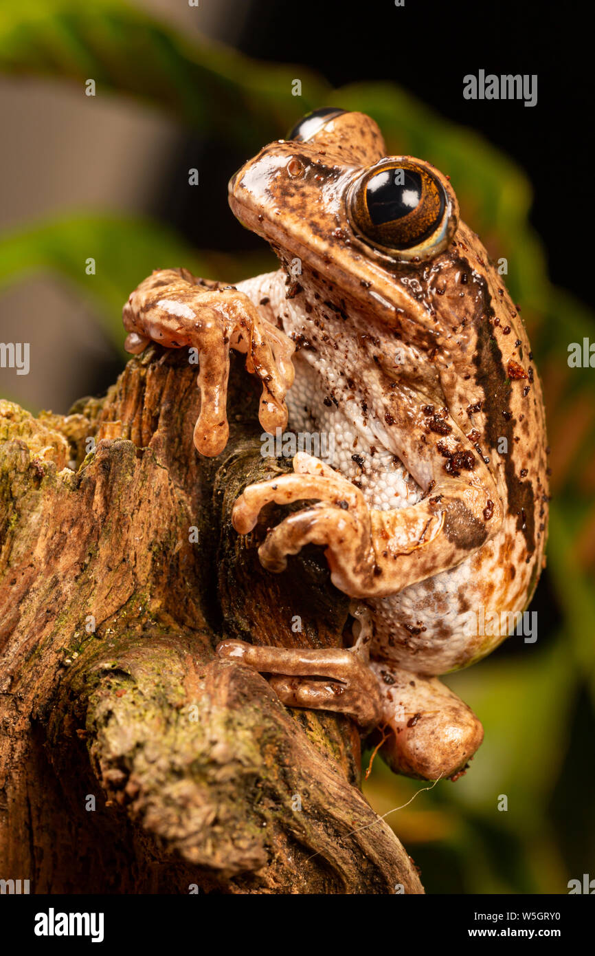 Peacock tree frog (Leptopelis vermiculatus Stock Photo - Alamy