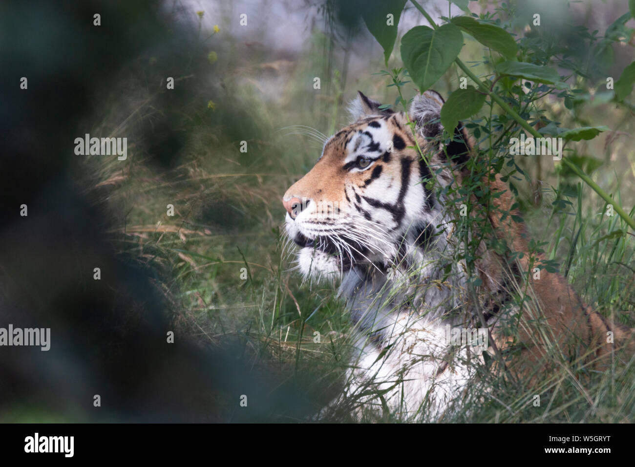 Bengal amur tiger head hi-res stock photography and images - Alamy