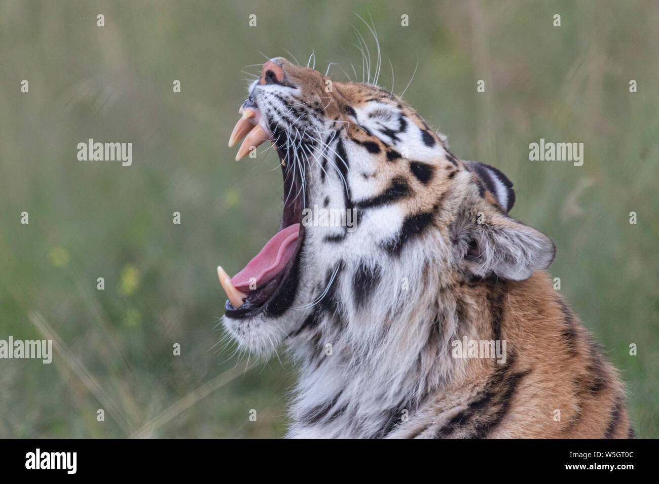 Bengal amur tiger head hi-res stock photography and images - Alamy