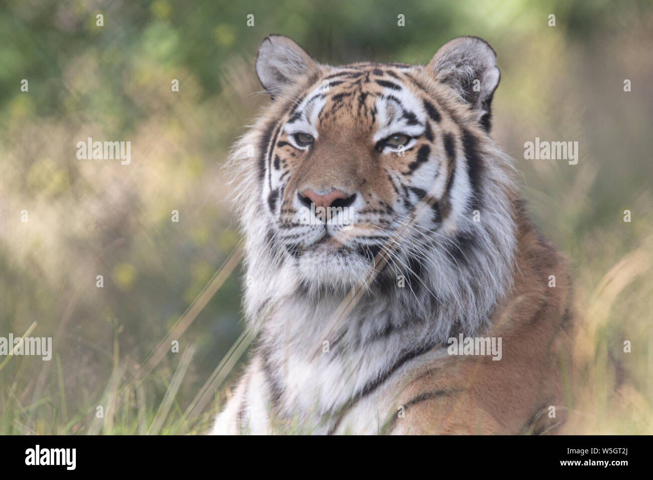 Amur bengal hi-res stock photography and images - Alamy