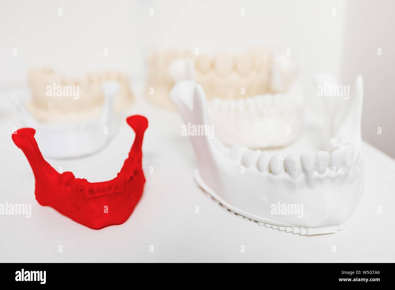 Human jaw plastic models, real and reduced size Stock Photo - Alamy