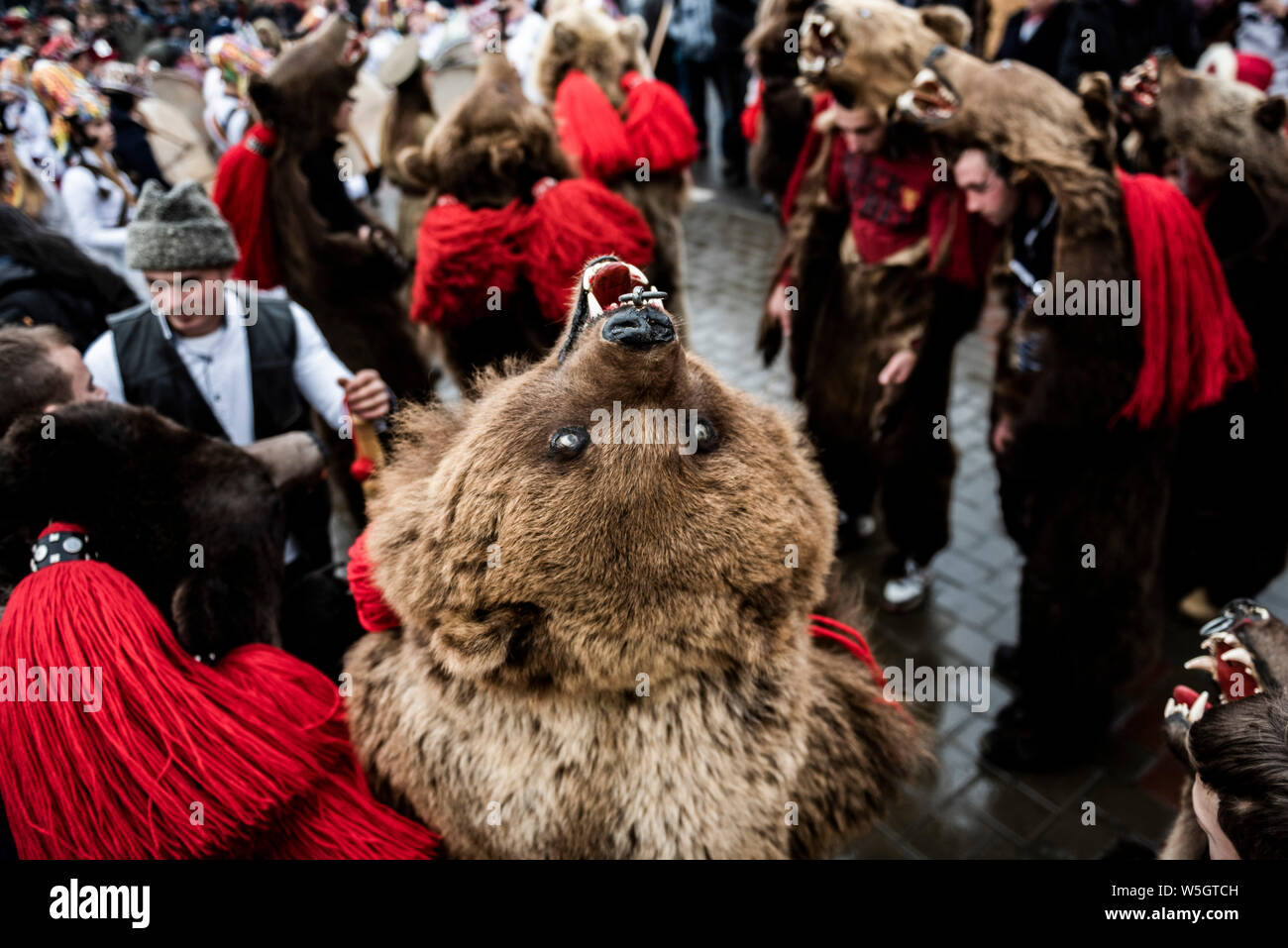 Romanian bear hi-res stock photography and images - Alamy