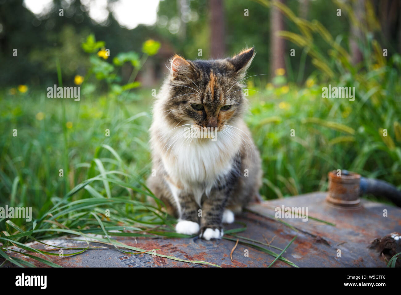 Homeless cat in the poor house for animals. Old fluffy cat. Abandoned ...