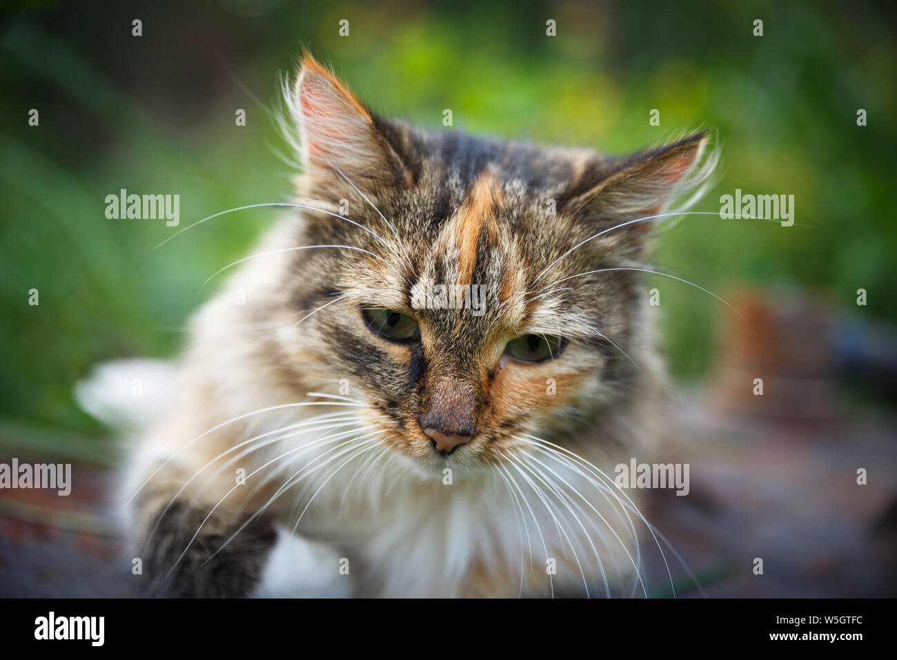 Homeless cat in the poor house for animals. Old fluffy cat. Abandoned ...