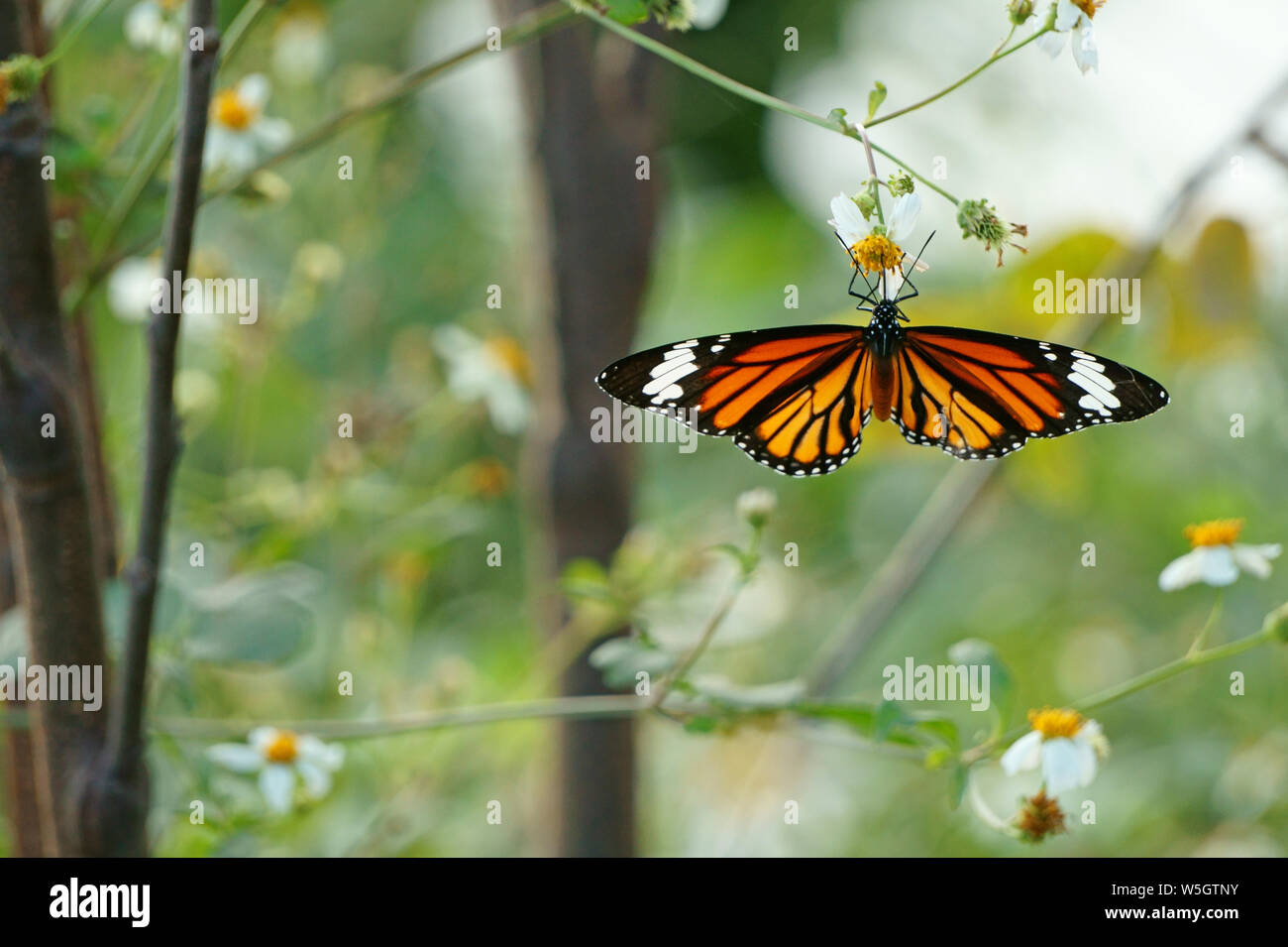 Butterfly and morning sunshine Stock Photo - Alamy