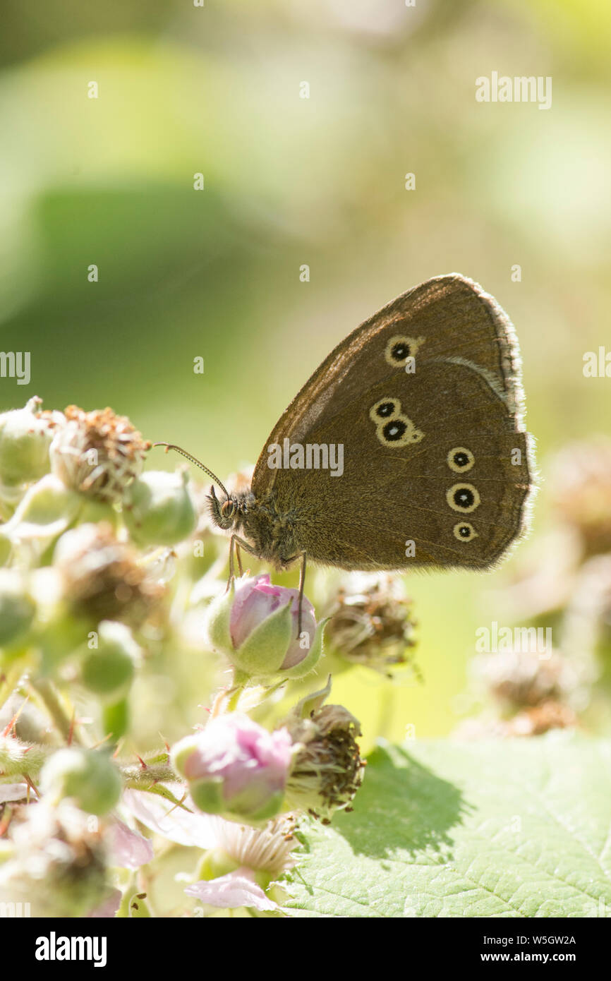 Ringlet, Aphantopus hyperantus, butterfly, small extra spot next to ...
