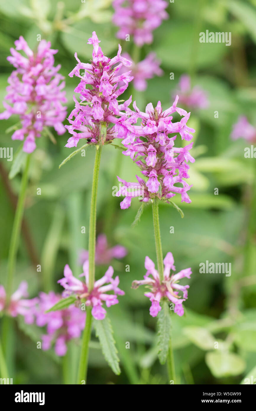Betony, Common Hedgenettle, Purple Betony, Wood Betony, Stachys ...