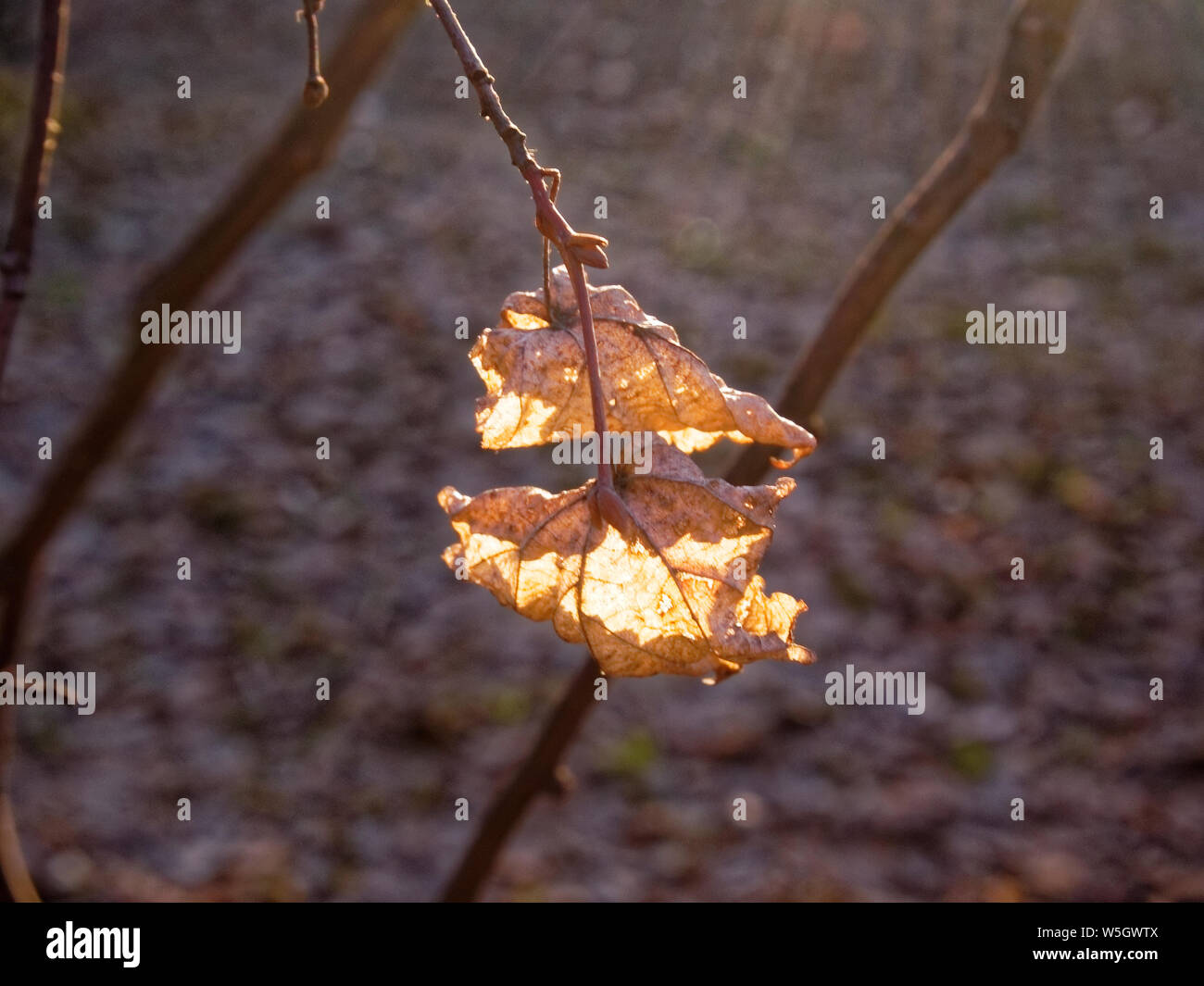 Last autumn leaf hanging on tree branch hi-res stock photography and ...