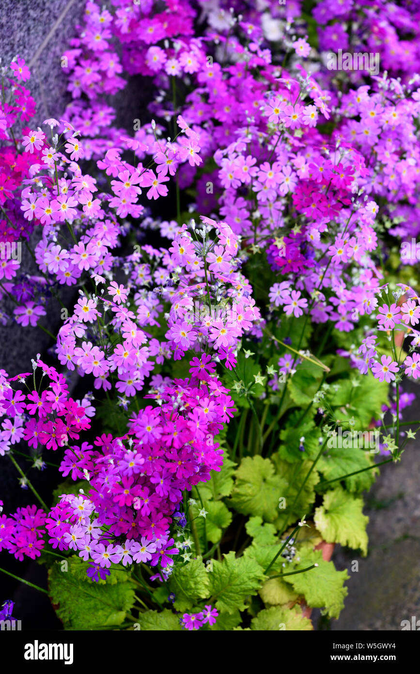 Floral display japan hi-res stock photography and images - Alamy