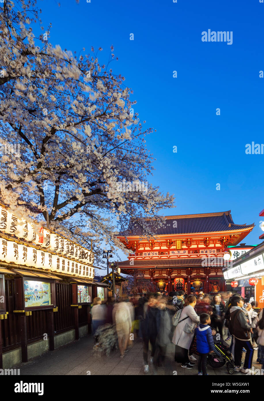 Spring cherry blossoms, Sensoji temple, Asakusa, Tokyo, Japan, Asia ...